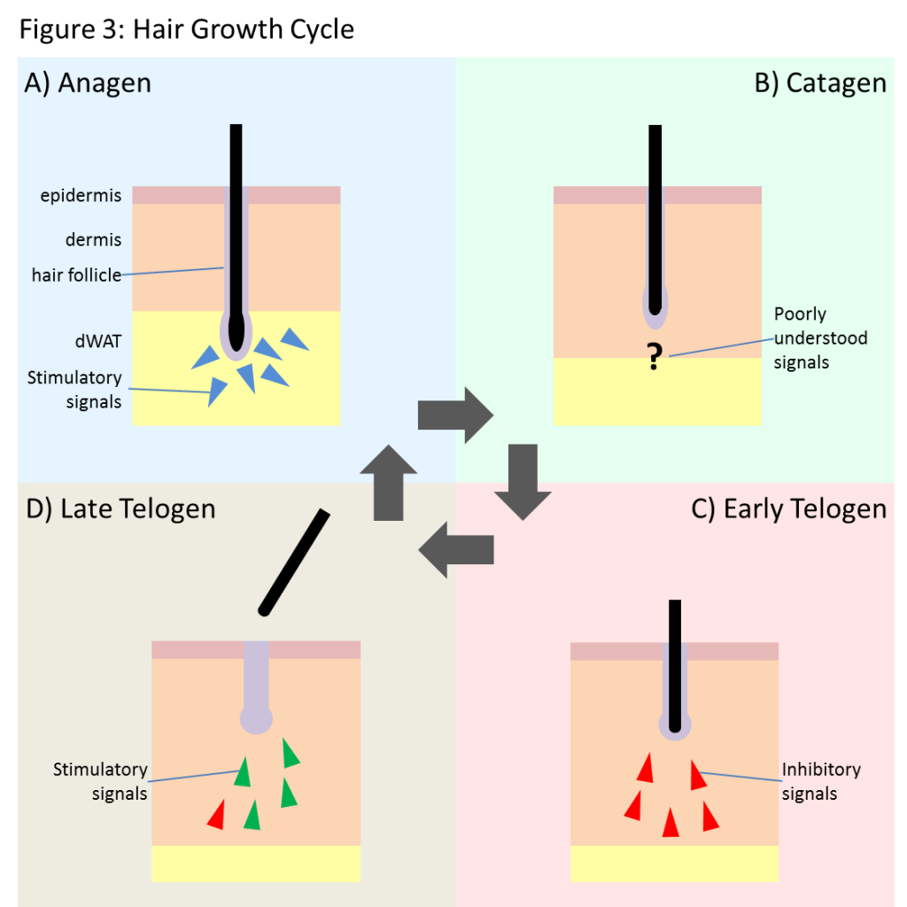 Hair follicles produce hair by growing through a cycle.